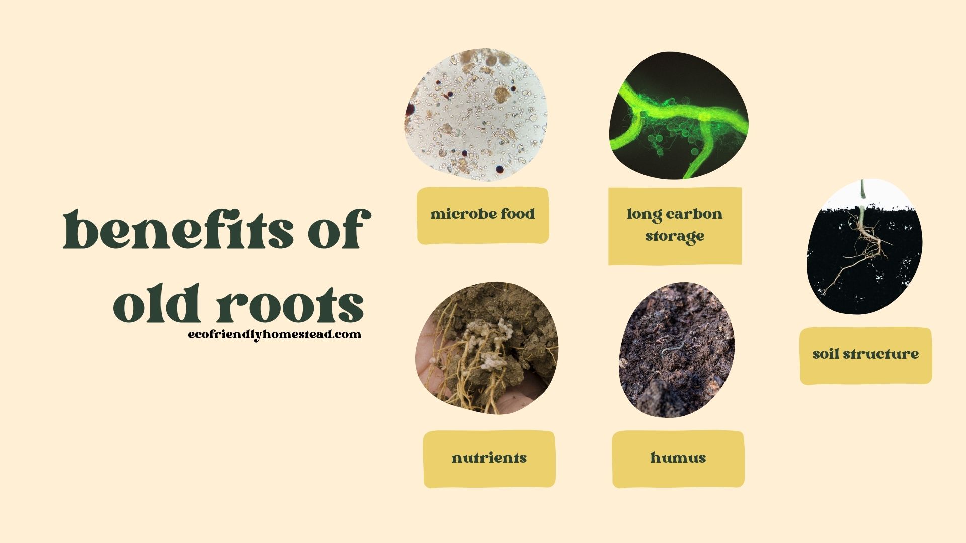 Why we keep roots in the ground in Regenerative Gardens